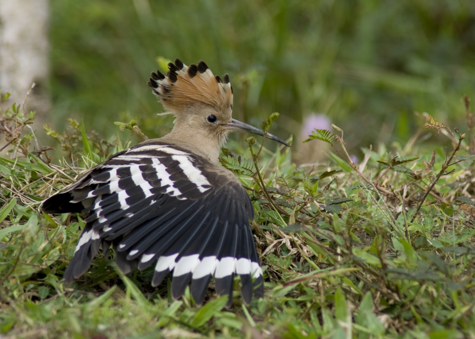 Cozy Bird Photography: Common hoopoe