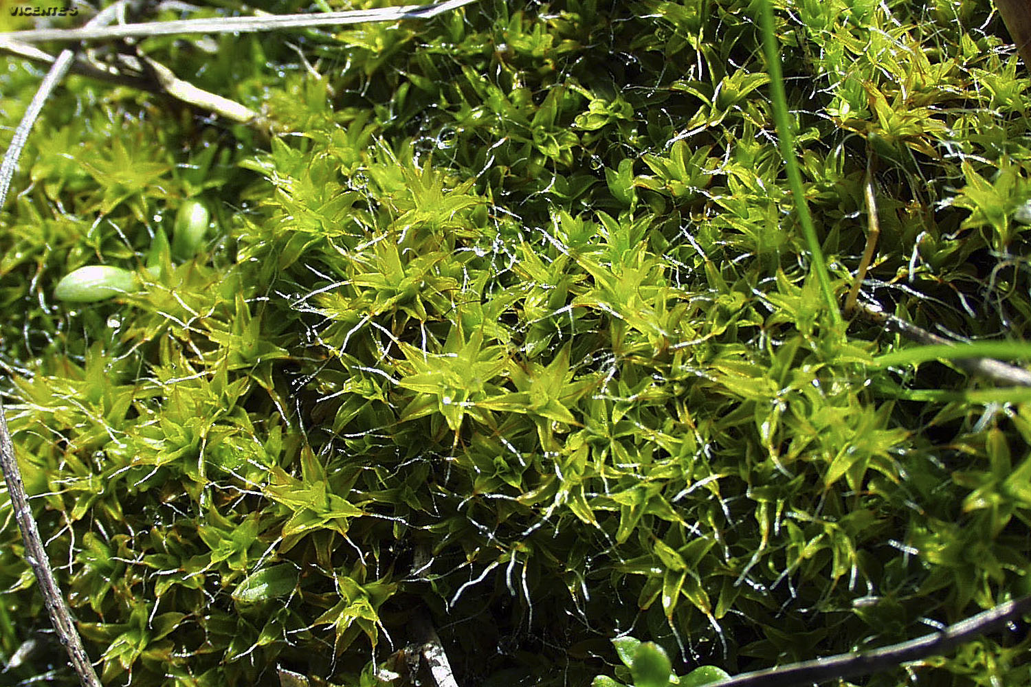 Las flores silvestres de Hormaza: Syntrichia ruralis