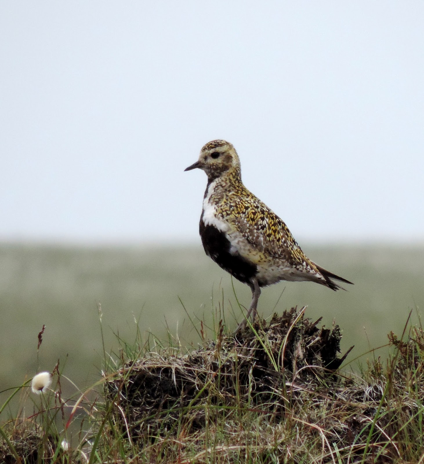 Barnsley Bird Sightings: Golden Plover and Dunlin Breeding in Barnsley