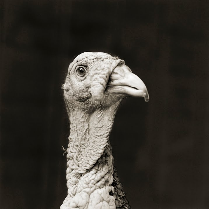 Fanatic Cook: Photographer Isa Leshko's Elderly Animals