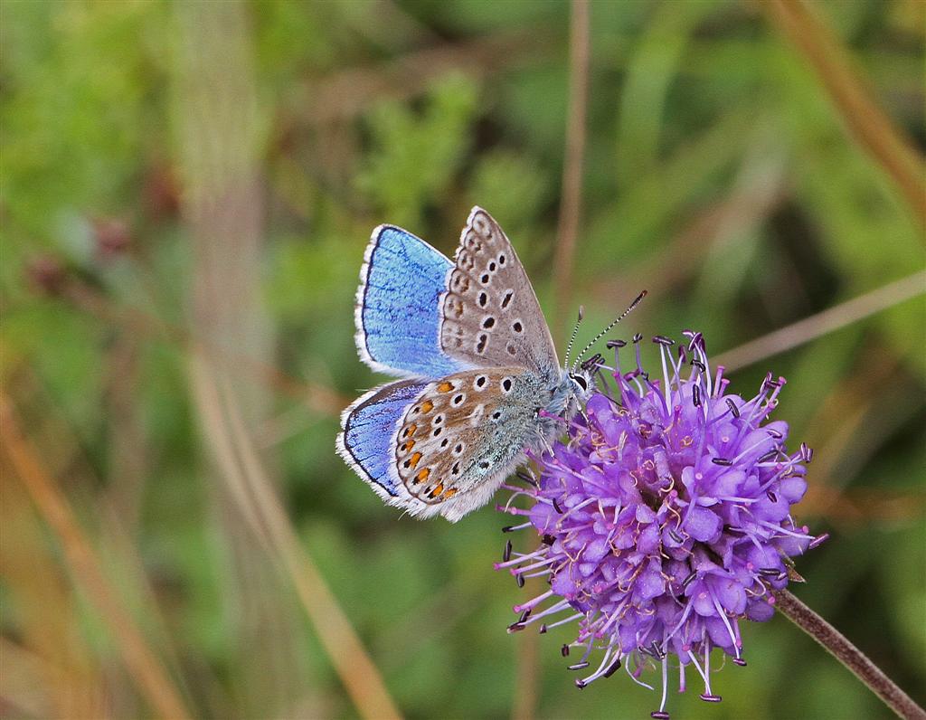 Michael Foley: Natural History ©: Adonis Blues (Lysandra bellargus ...
