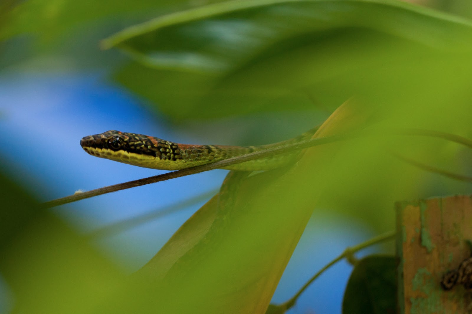 Sticky Rice Travel - Photostream: Snakes of Borneo