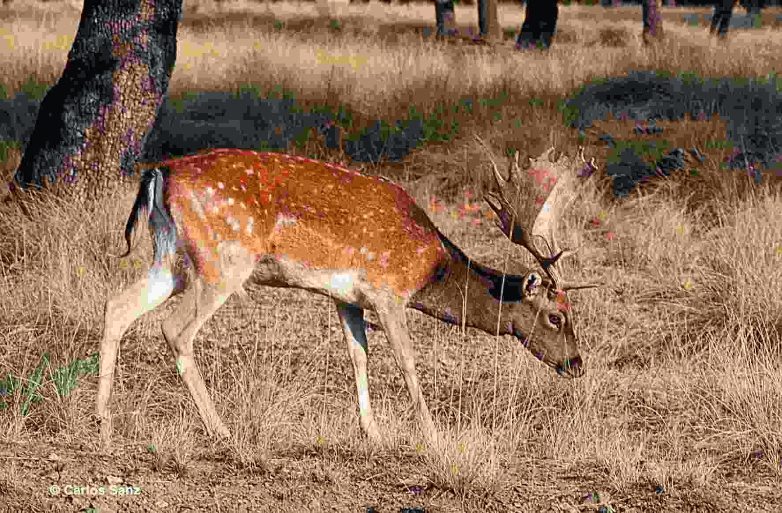 Ruta finca de Castilseras: fauna