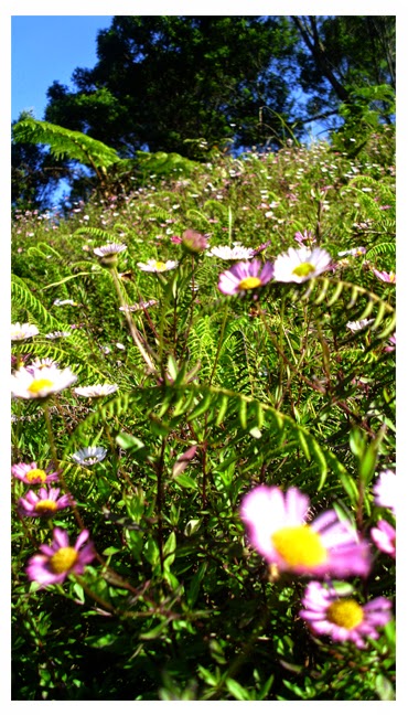 Keindahan Gunung Prau, Dieng | wisbenbae