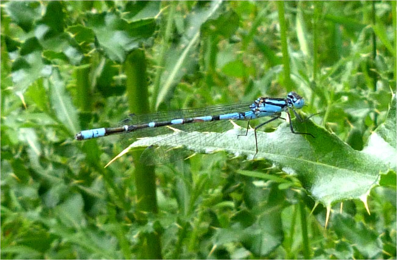 Insects of Scotland: Dragonflies/Damselflies