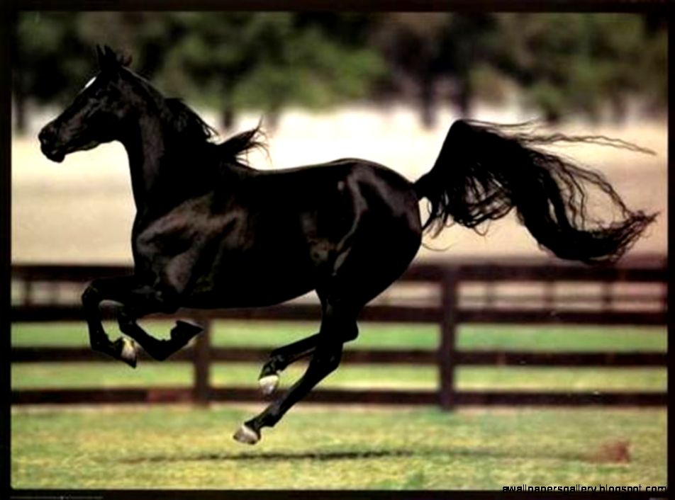 Black Arabian Horse Wallpaper | Wallpapers Gallery