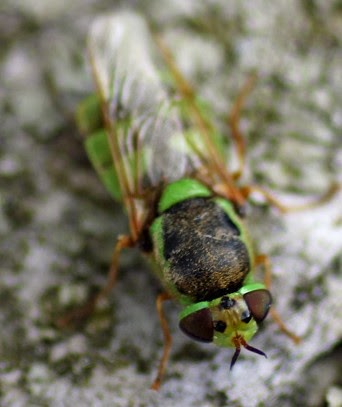 MObugs: Green Soldier Fly