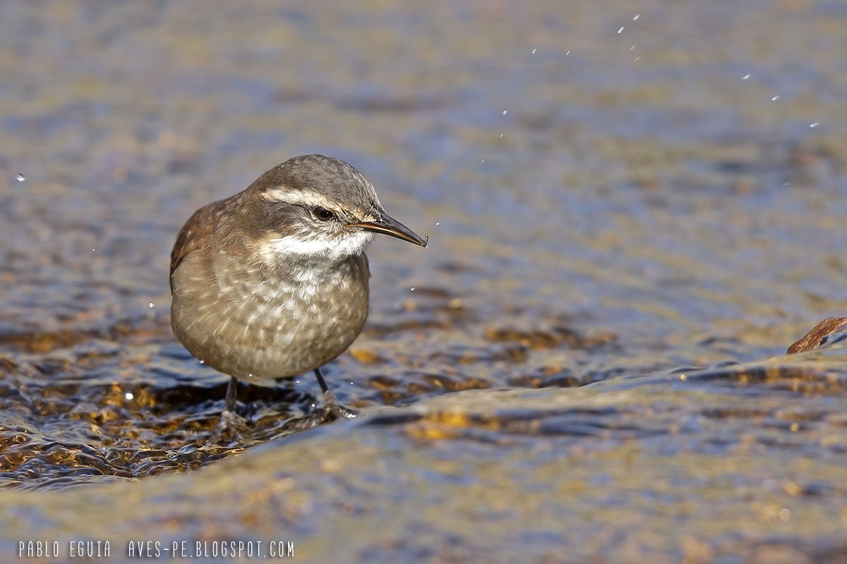 mis fotos de aves: Cinclodes olrogi Remolinera Chocolate Olrog's Cinclodes