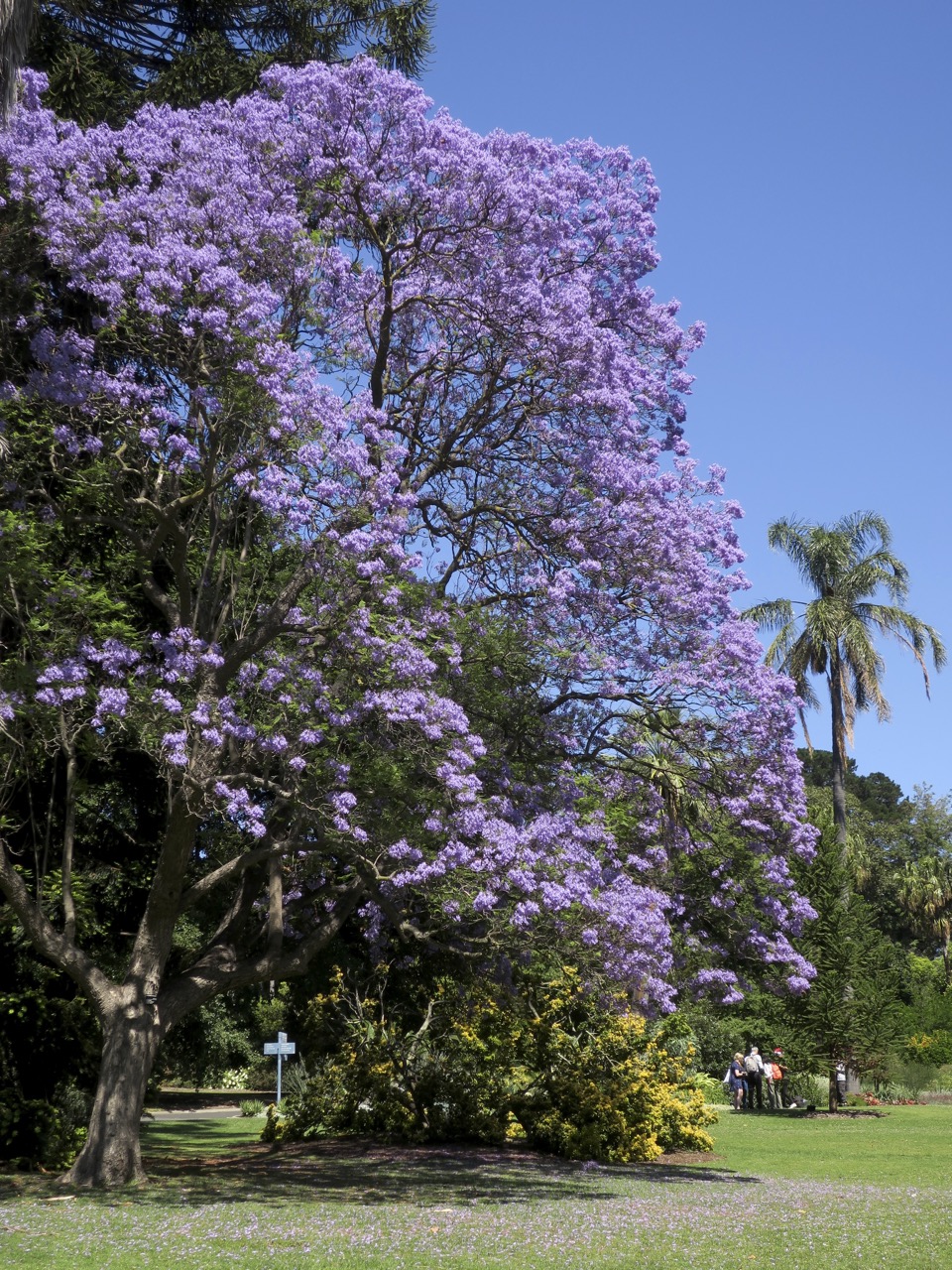 ROADSIDE IKEBANA: AMAZING FLOWERING TREES