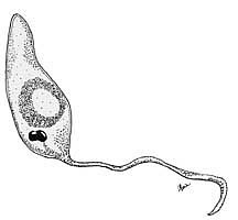 Parasitologia Veterinaria: Leismania spp