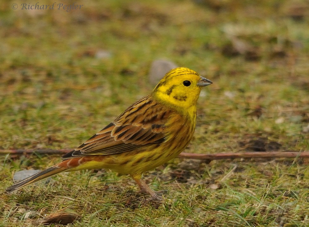 Pegler Birding: Bitting and Bobbing (and an owl or two!) - mid-February ...