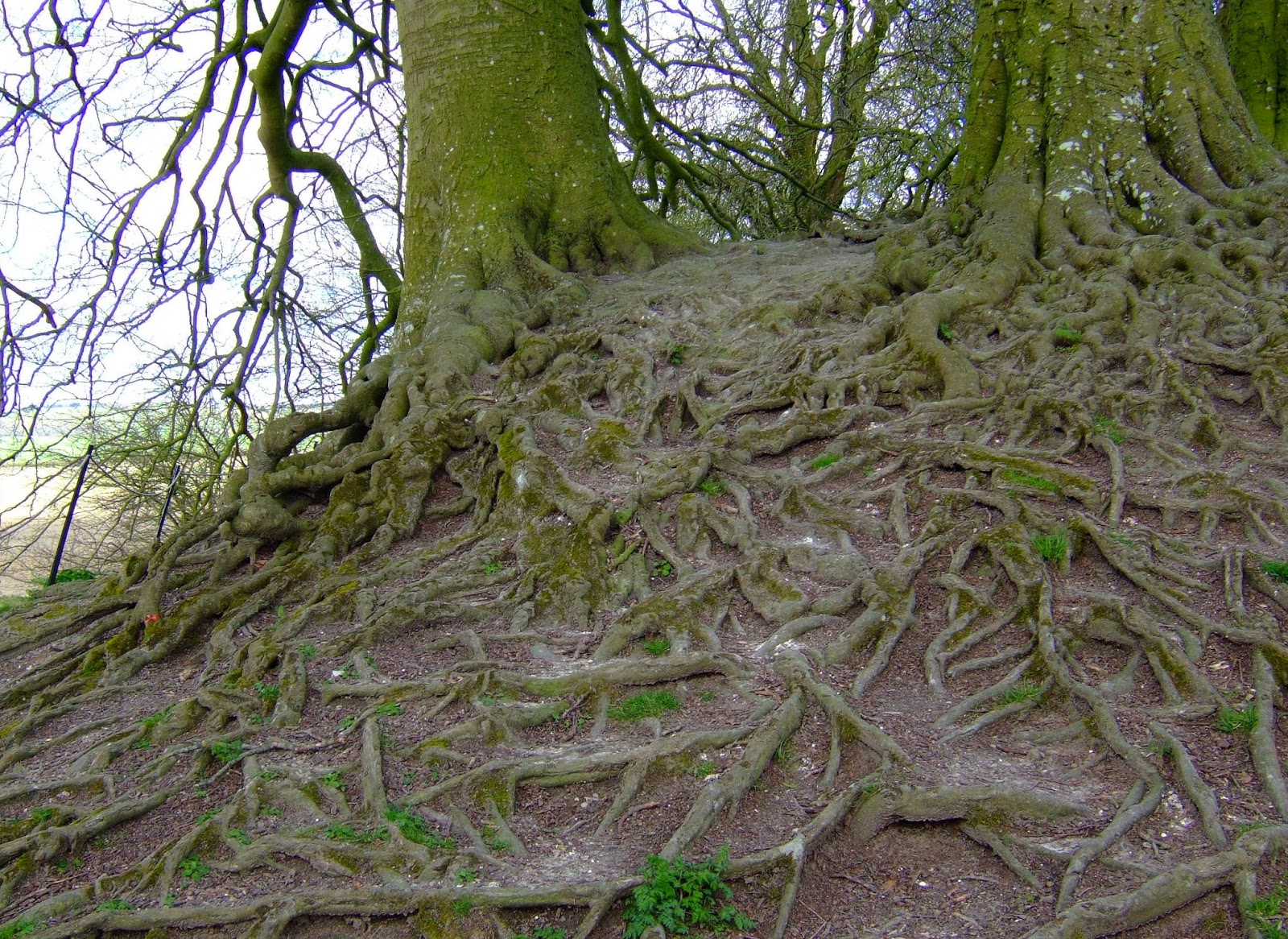 PHOTOS2PLEASEU: TREE ROOT SCULPTURES