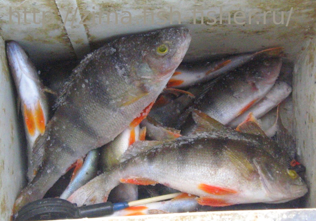 Чем хорош зимний окунь ~ Зимняя рыбалка