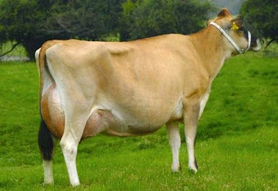 perbandingan Sapi Friesian Holstein FH dan Sapi Jersey - Elinotes review