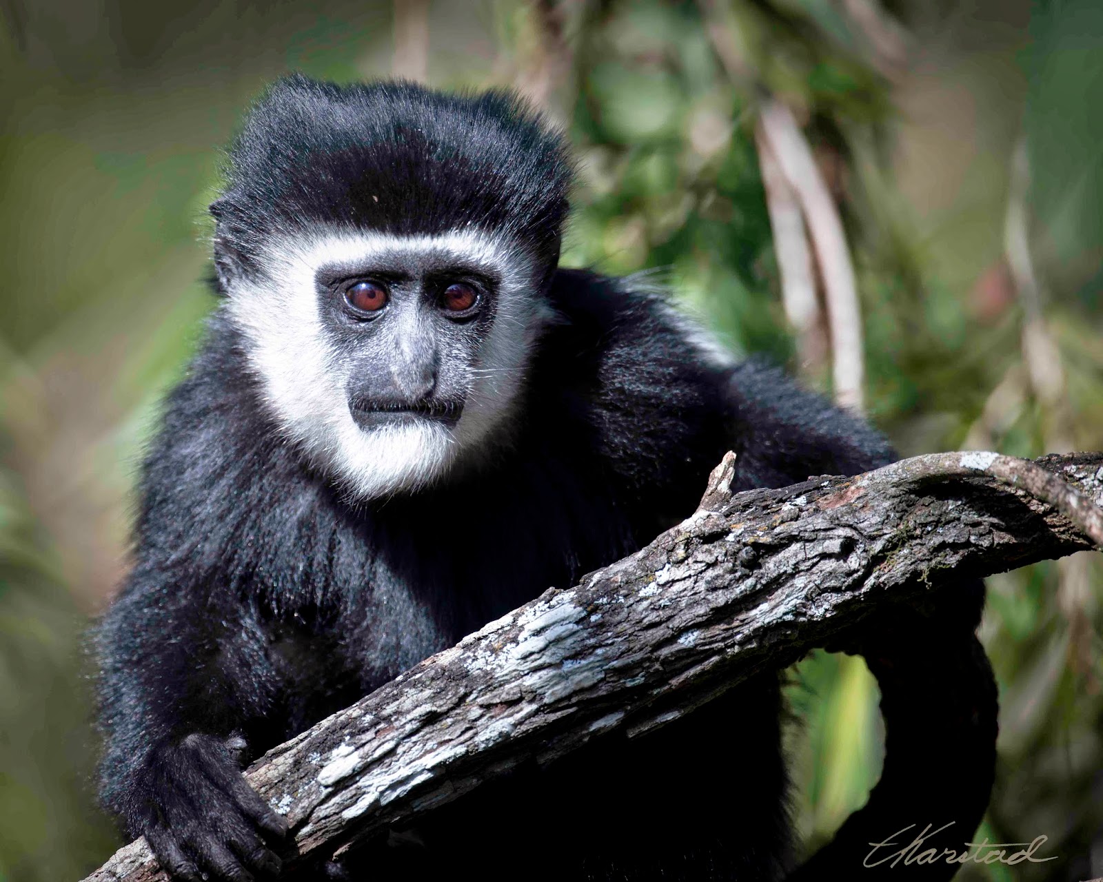 Elsen Karstad's 'Pic-A-Day Kenya': Young Colobus Monkey