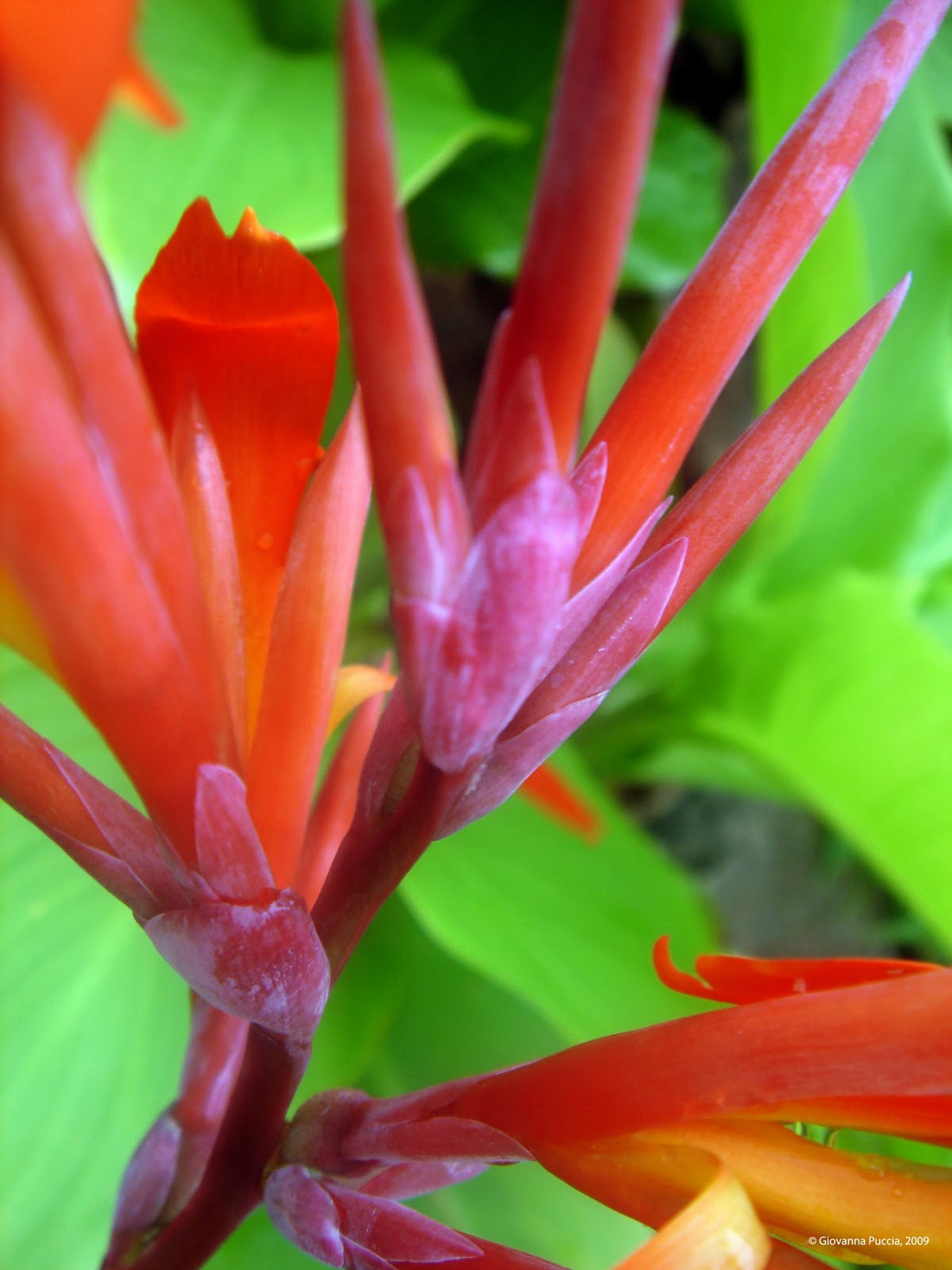 Travels low cost: The black Africa: Zimbabwe