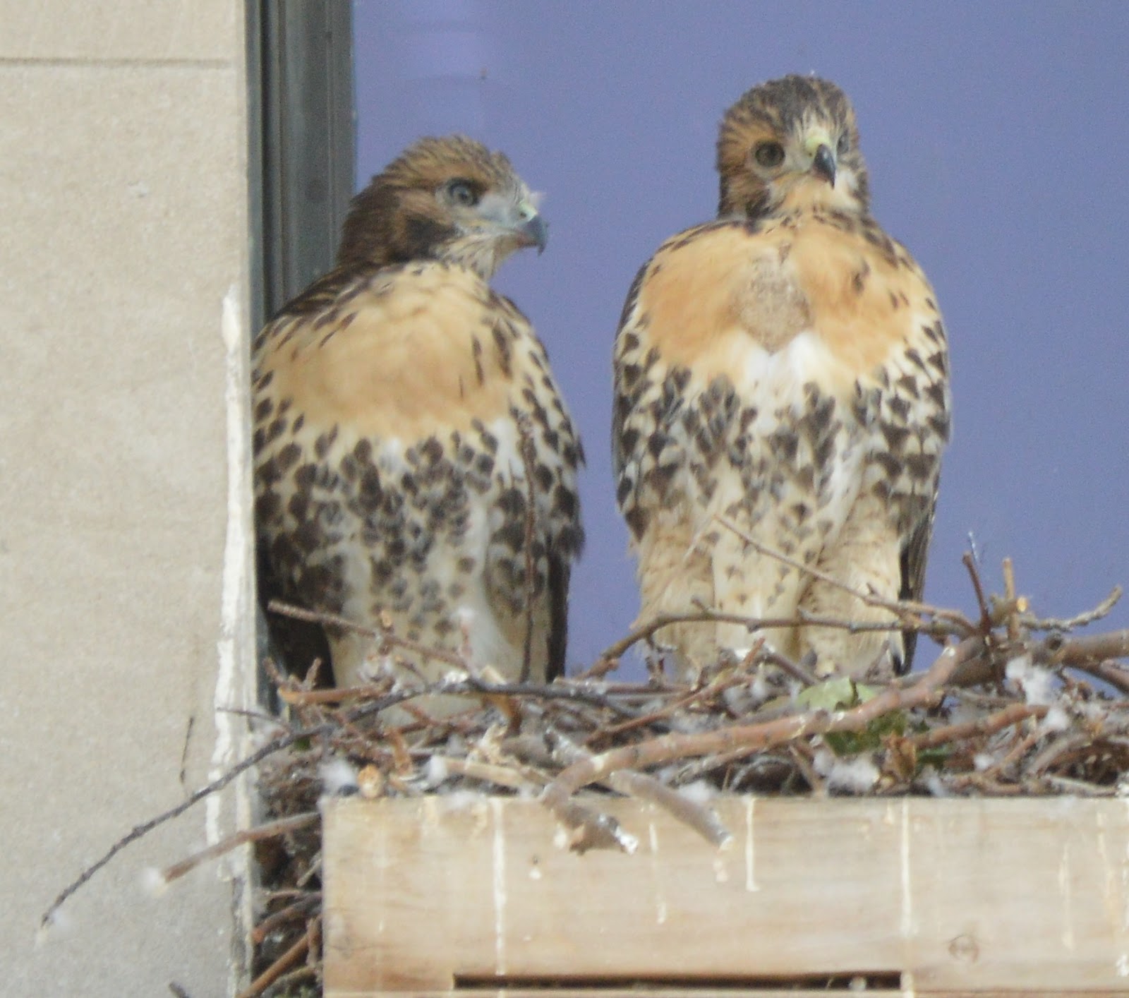 Hawkwatch at the Franklin Institute: #1 fledges, #2 fledges, and ...