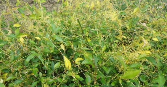 7 Contoh Simbiosis Parasitisme dan Penjelasannya - Biologizone