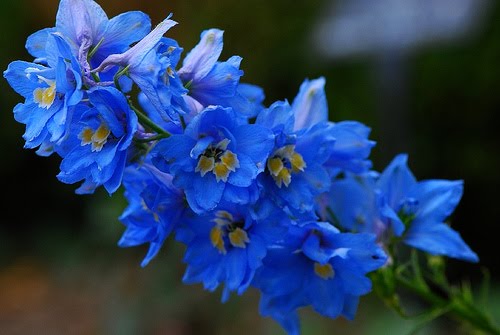 BEAUTIFUL FLOWERS: Delphinium Flowers - Pictures & Meanings