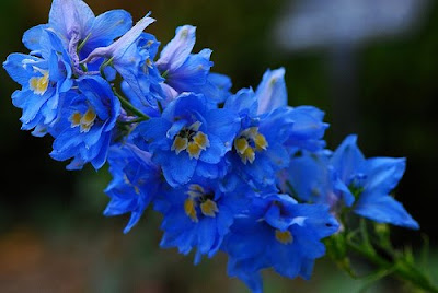 BEAUTIFUL FLOWERS: Delphinium Flowers - Pictures & Meanings