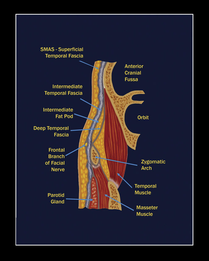 Tom Kbrink's Illustration and Design Blog: Medical Illustration