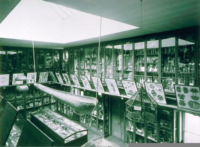 Pitt Rivers Object Collections: Exploring the Economic Botany ...