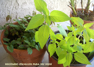 Recetario Spanglish para mis hijos: La planta de chia o salvia ...