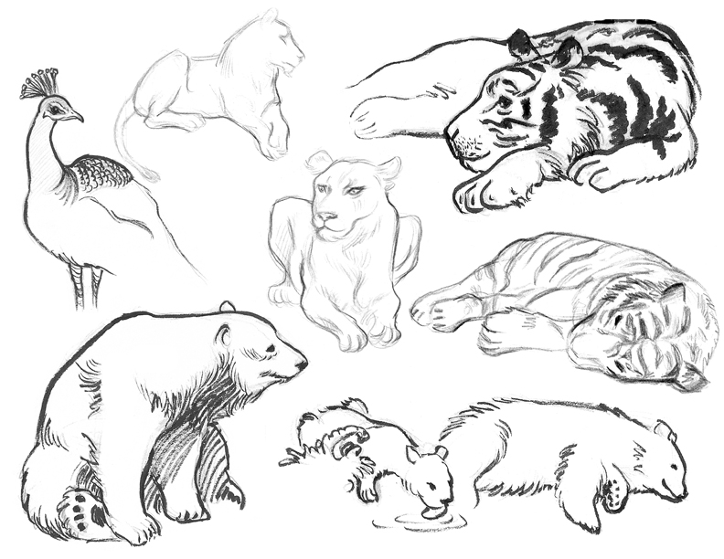 Isabella Kung's illustrations: Animal Sketches and other random doodles