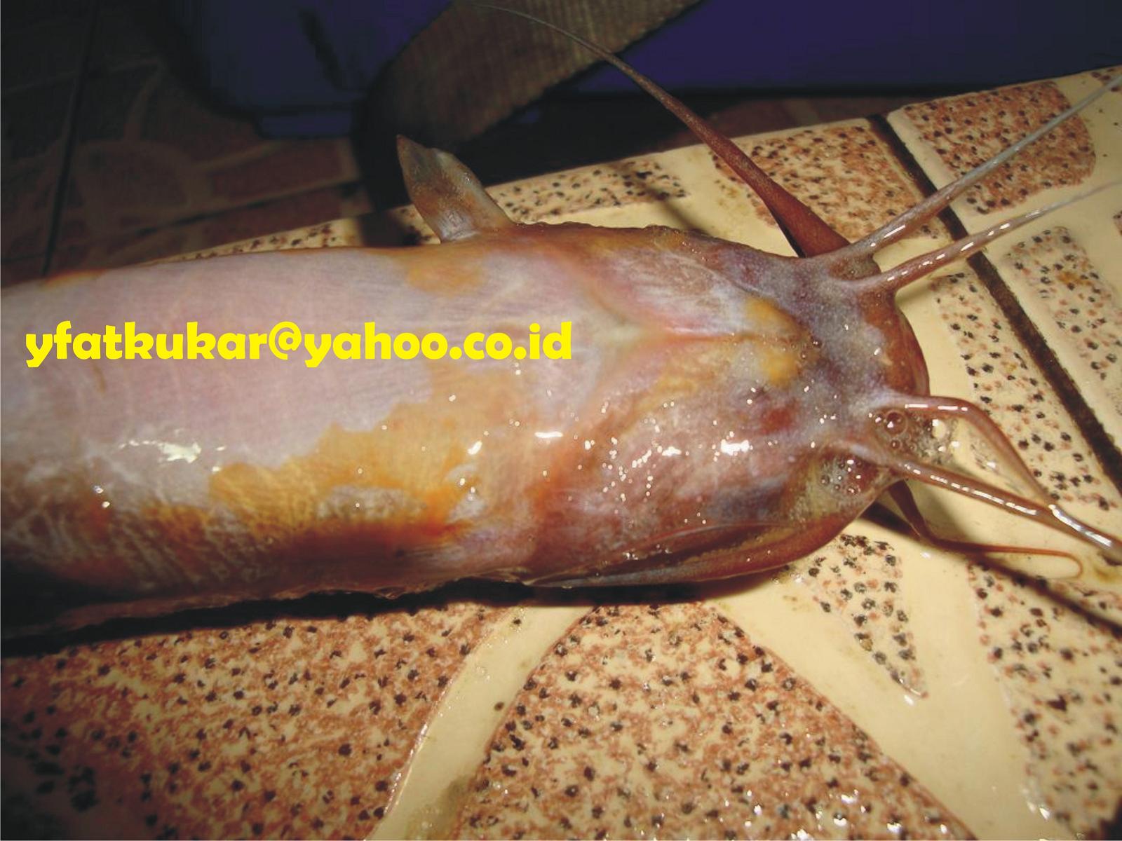 Ikan Sungai Mahakam: Puyau (Osteochilus hasselti)