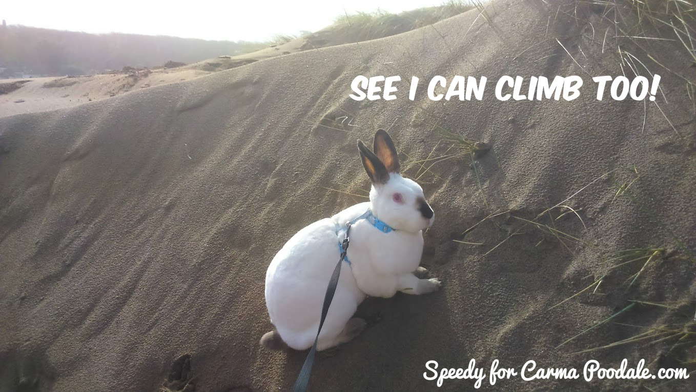 Carma Poodale : Bunny Meme Saturday!