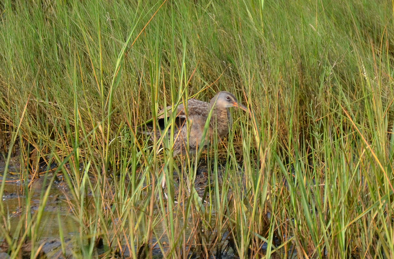 Woods Walks and Wildlife: July 2012