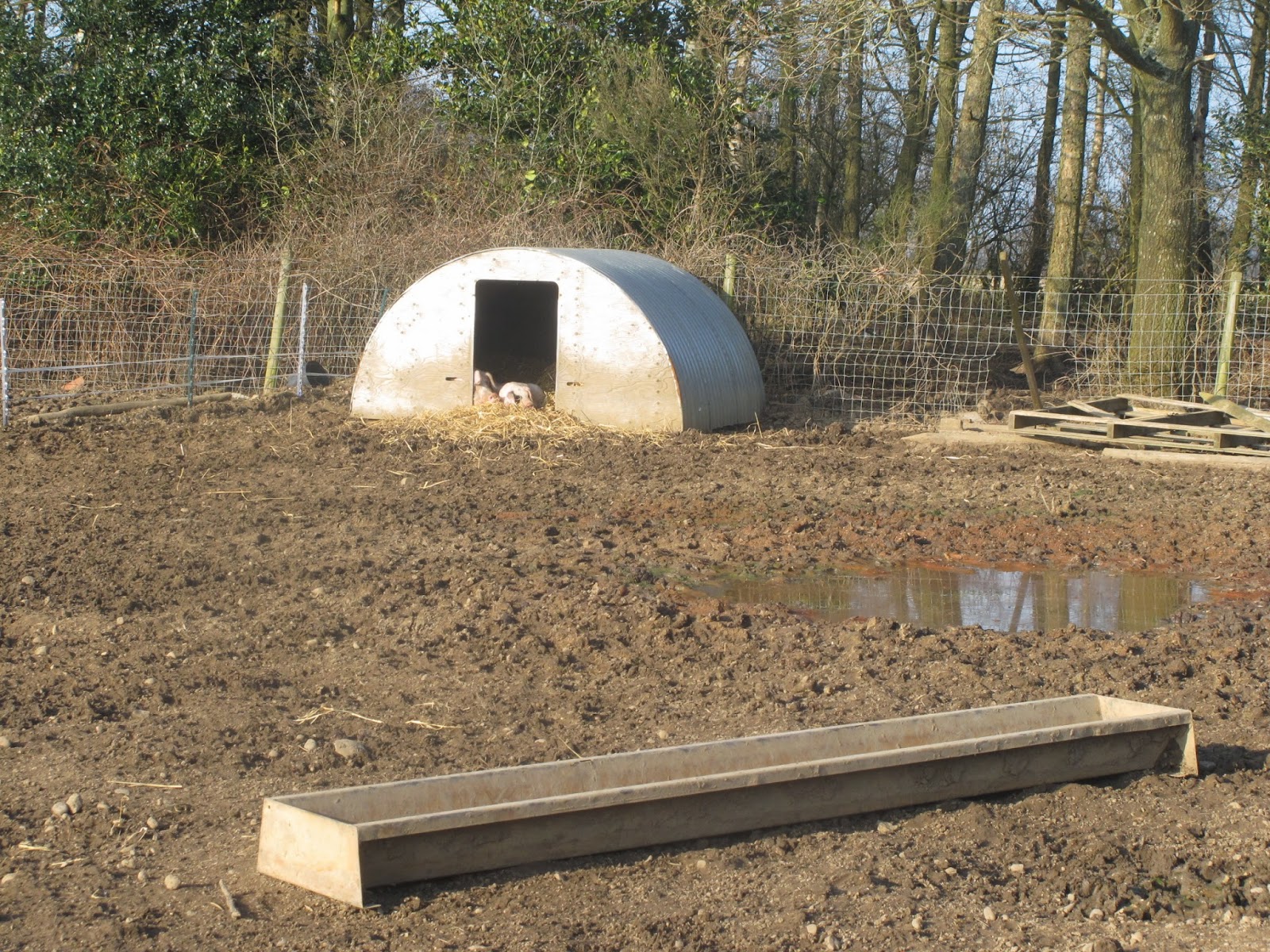 Crafting A Beautiful Life: The Piglets Grow Up!