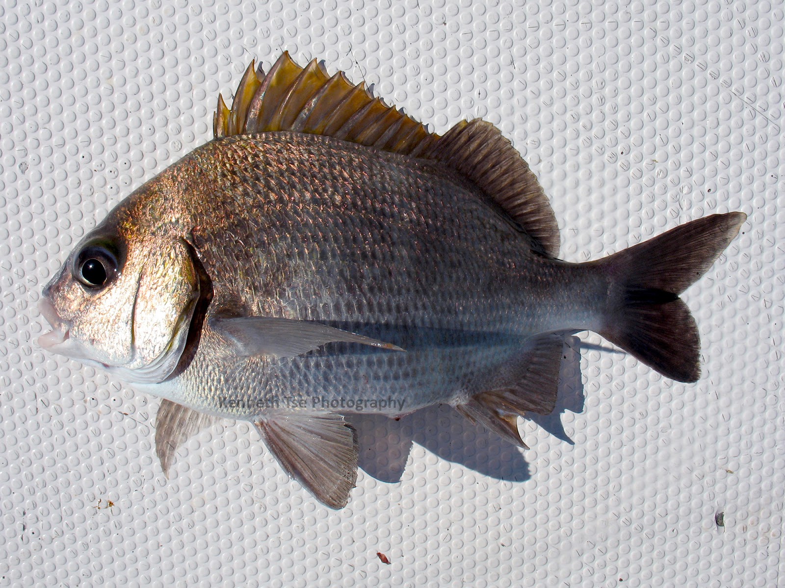 MuskieBait Adventures: Lifelist