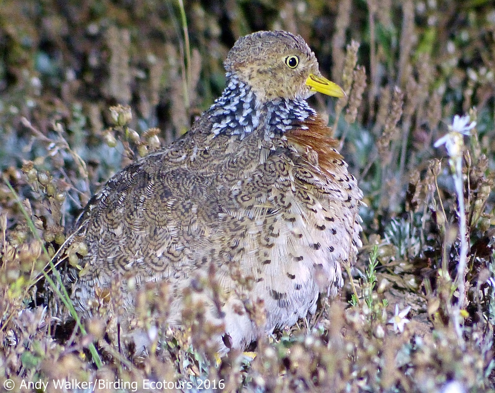 A.W.Birder: Always on the lookout for fine birds...: 2016 and 2017 ...