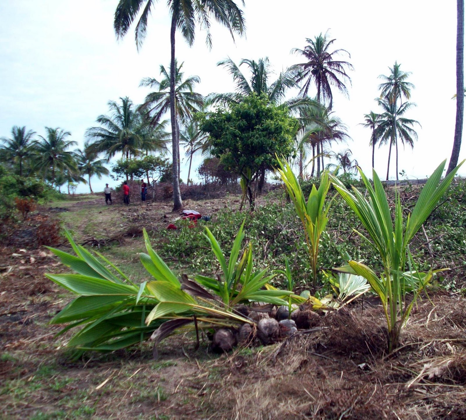 FALSE BLUFF NICARAGUA: Coconut trees...new and old