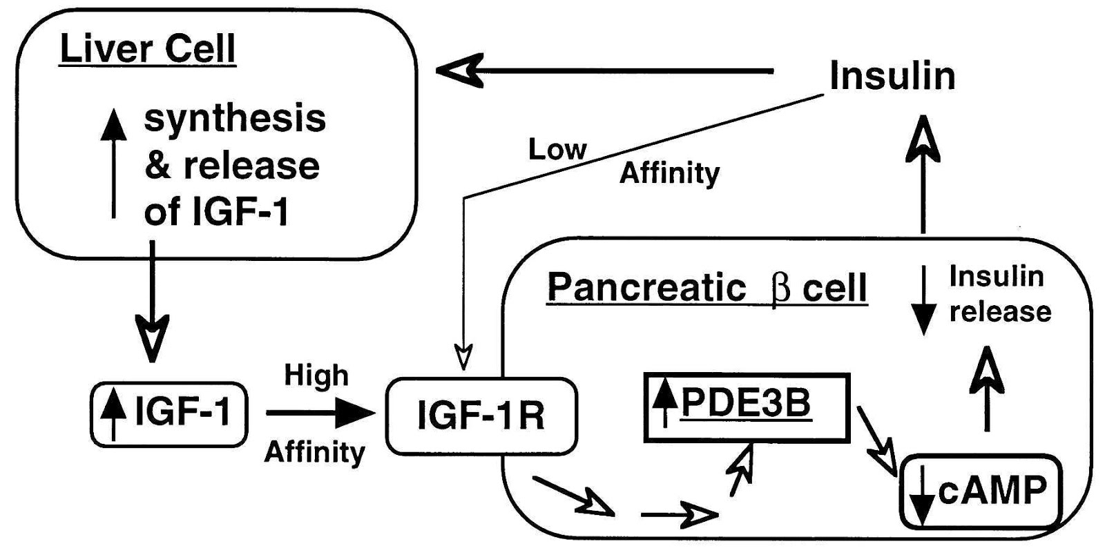 Insulin-like growth factor 1