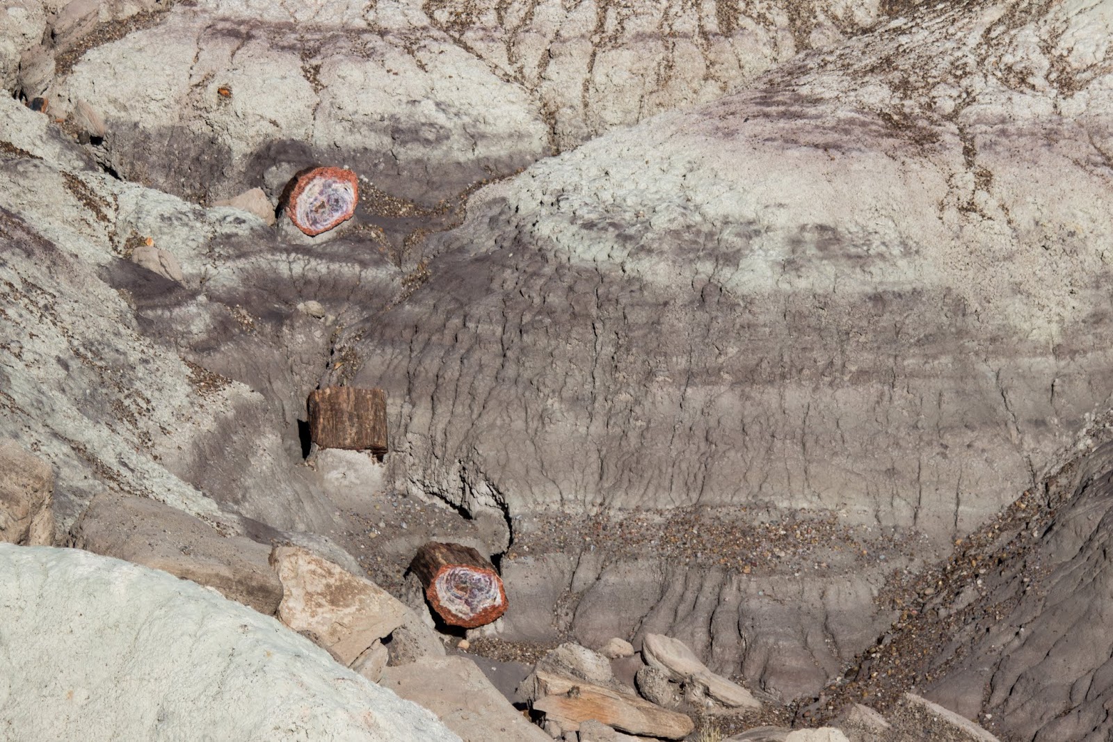 The Largest Concentration of Petrified Wood in the World - Explore the ...
