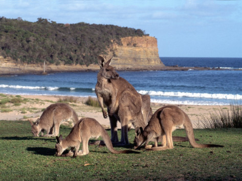 Kangaroos Facts And Pictures | All Wildlife Photographs