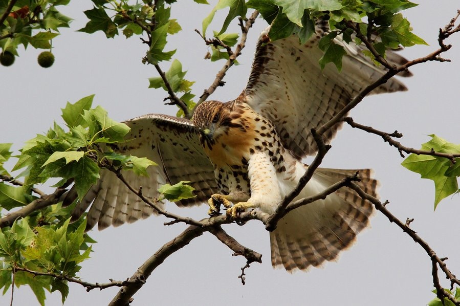 Hawkwatch at the Franklin Institute: Young hawks out on the town
