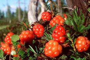 Fruit Warehouse: Cloudberry ( Rubus chamaemorus )
