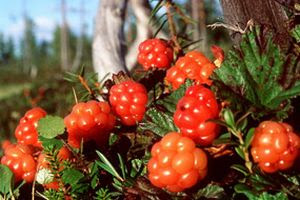 Fruit Warehouse: Cloudberry ( Rubus chamaemorus )