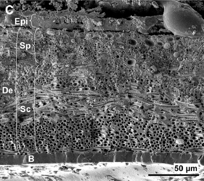 Sciency Thoughts: Preserved pigment cells reveal the colour of a ...