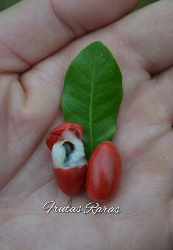 Synsepalum dulcificum - Fruta-do-milagre, Fruta-milagrosa; Miracle ...