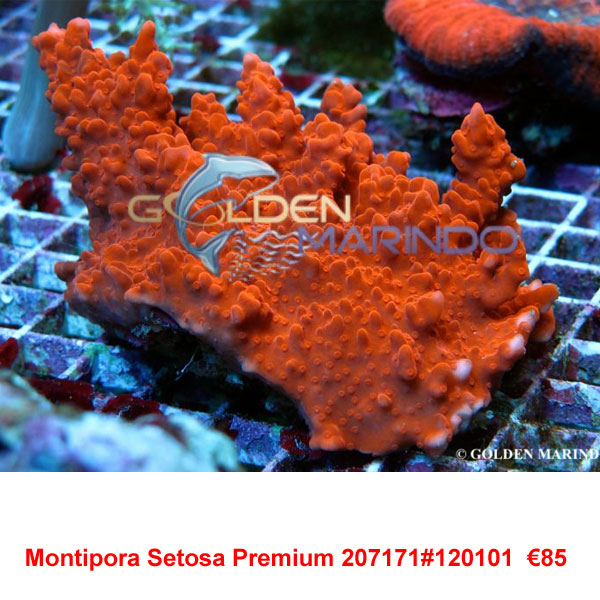 Seahorse Aquariums: Final Ultra Premium Golden Marindo Corals
