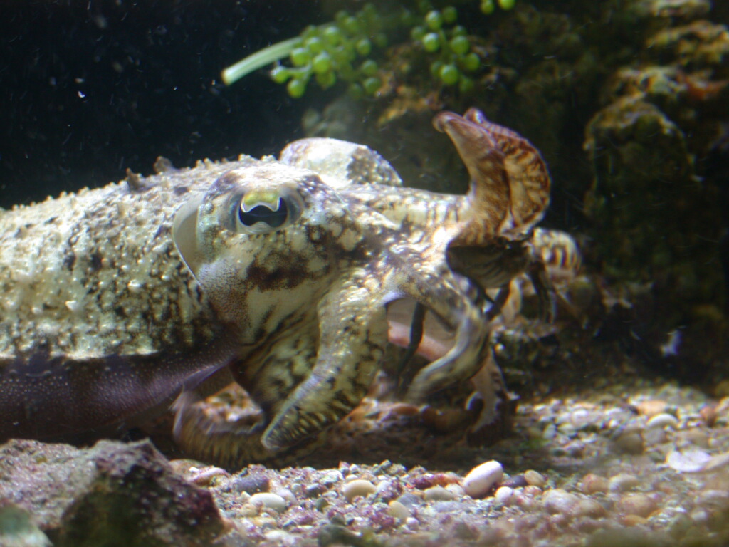 Cuttlefish | Animal Wildlife