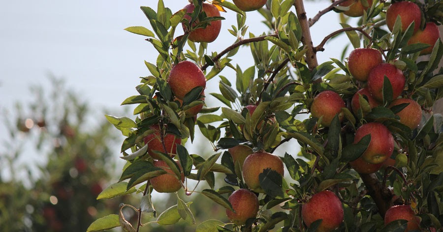 kebo homing - der Südtiroler Food- und Lifestyleblog : Der Blick... auf ...