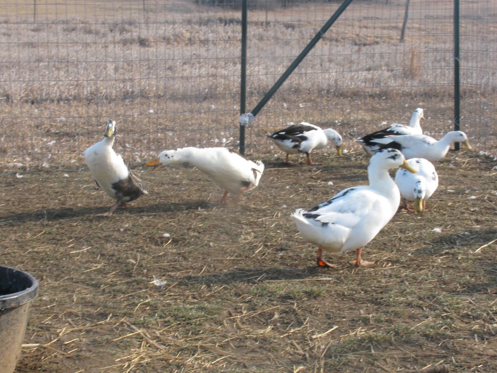 Gust Front Farm: Morning Glory the Attack Duck