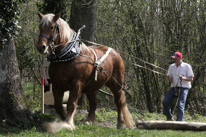 L'oeil d'un photographe.: Démonstration de chevaux de trait.