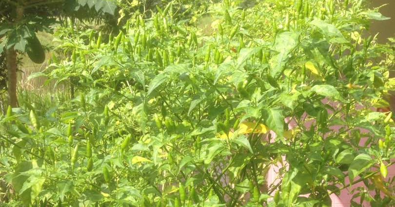 Jom Tanam Sayur ( JTS ) : Pokok Cili Api Kampung @ Capsicum frutescens ...