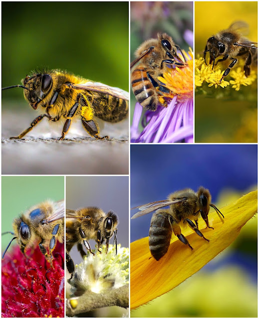 Africanized Honey bees